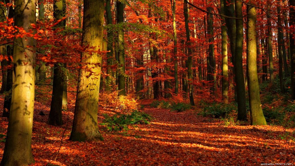 autumn-forest-wallpaper-wallpaper-hd-free-wallpapers-download-nature ...